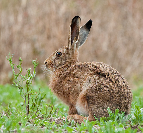 Divlji zec - Crvena knjiga